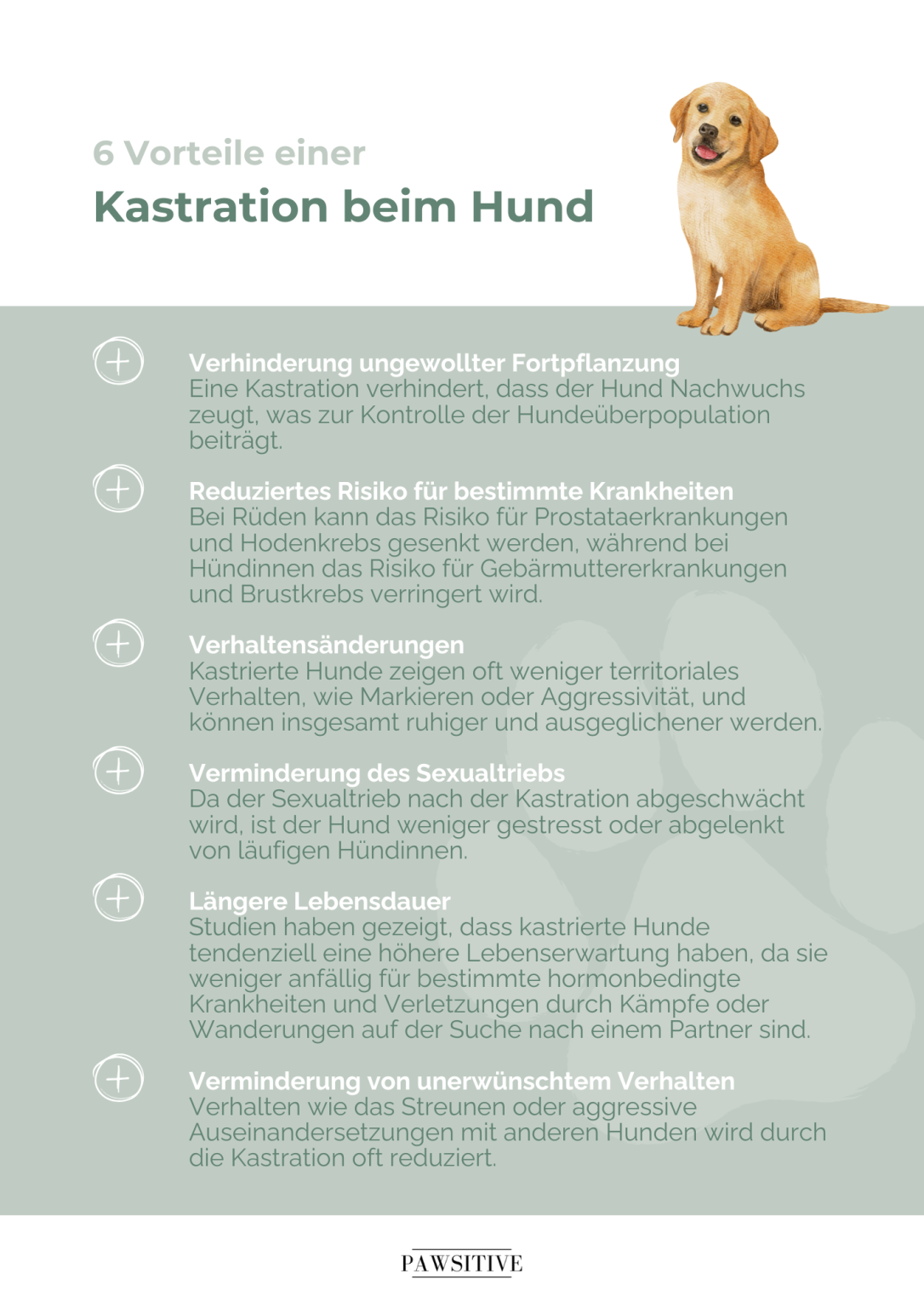 Kastration Beim Hund Ablauf Vorteile Und Nachteile